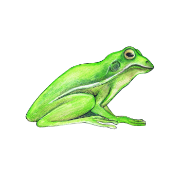 Copper and the Tree Frog | Nature Books for Kids